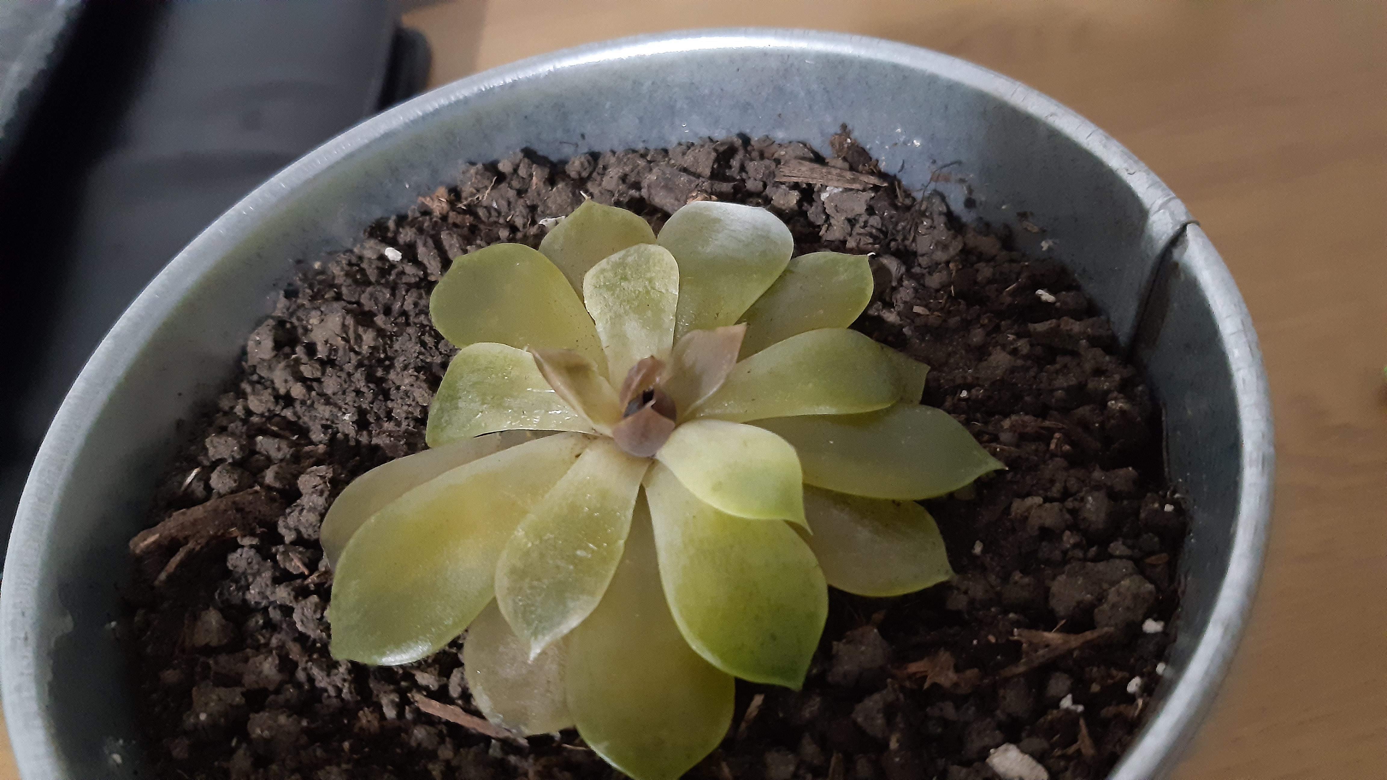 Why is My Succulent Dying? Common Causes and Solutions – planterhoma Why is My Succulent Dying? Common Causes and Solutions – planterhoma