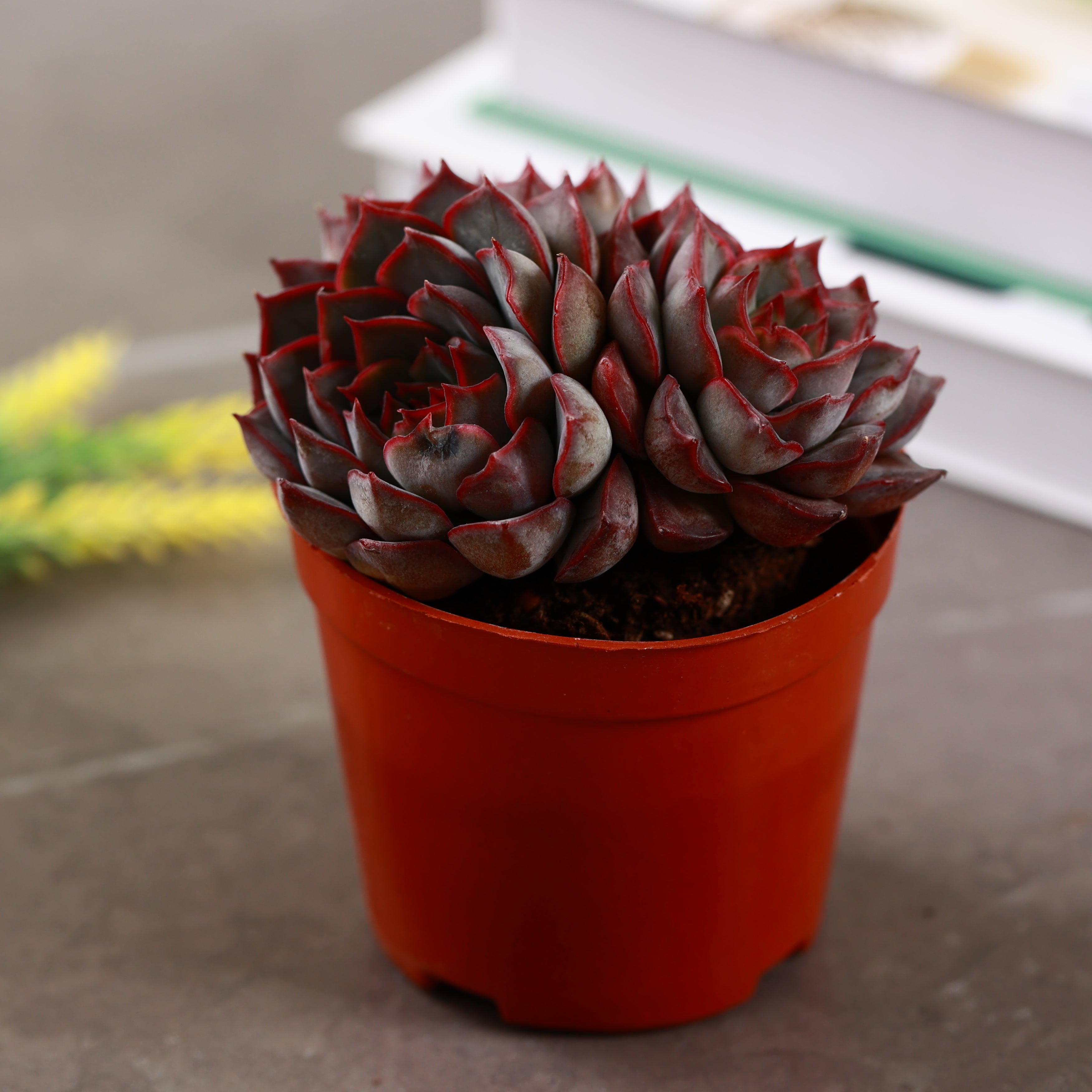 Stunning 4" Multi-Head Dark Ice Succulent - Lush Purple Live Plant for ...