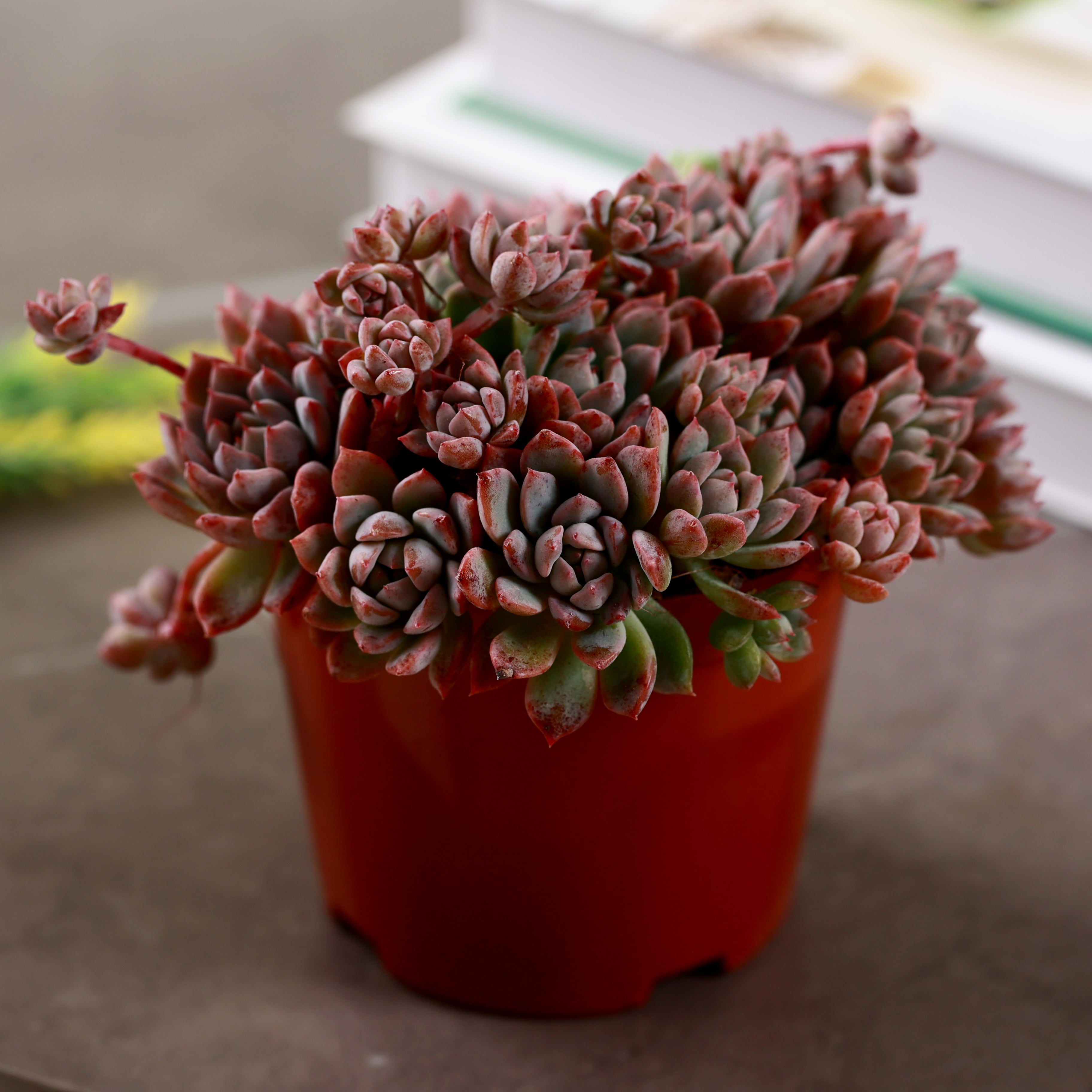 Prolifica Blush Vine Succulent | Lush & Easy-Care Plants for Sale ...