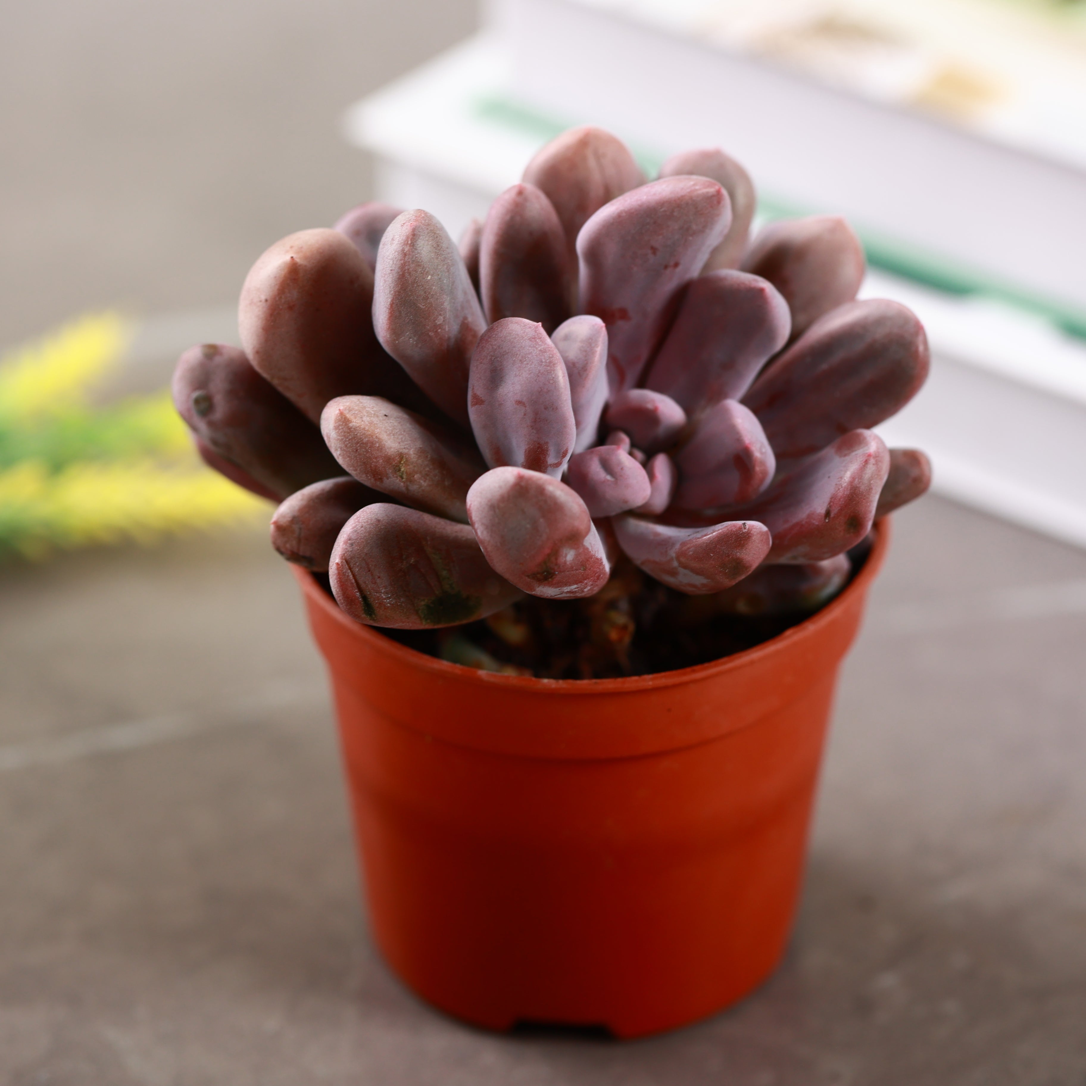 Shop Cupid Succulent | Lush Plum-Colored Foliage for Home & Garden ...