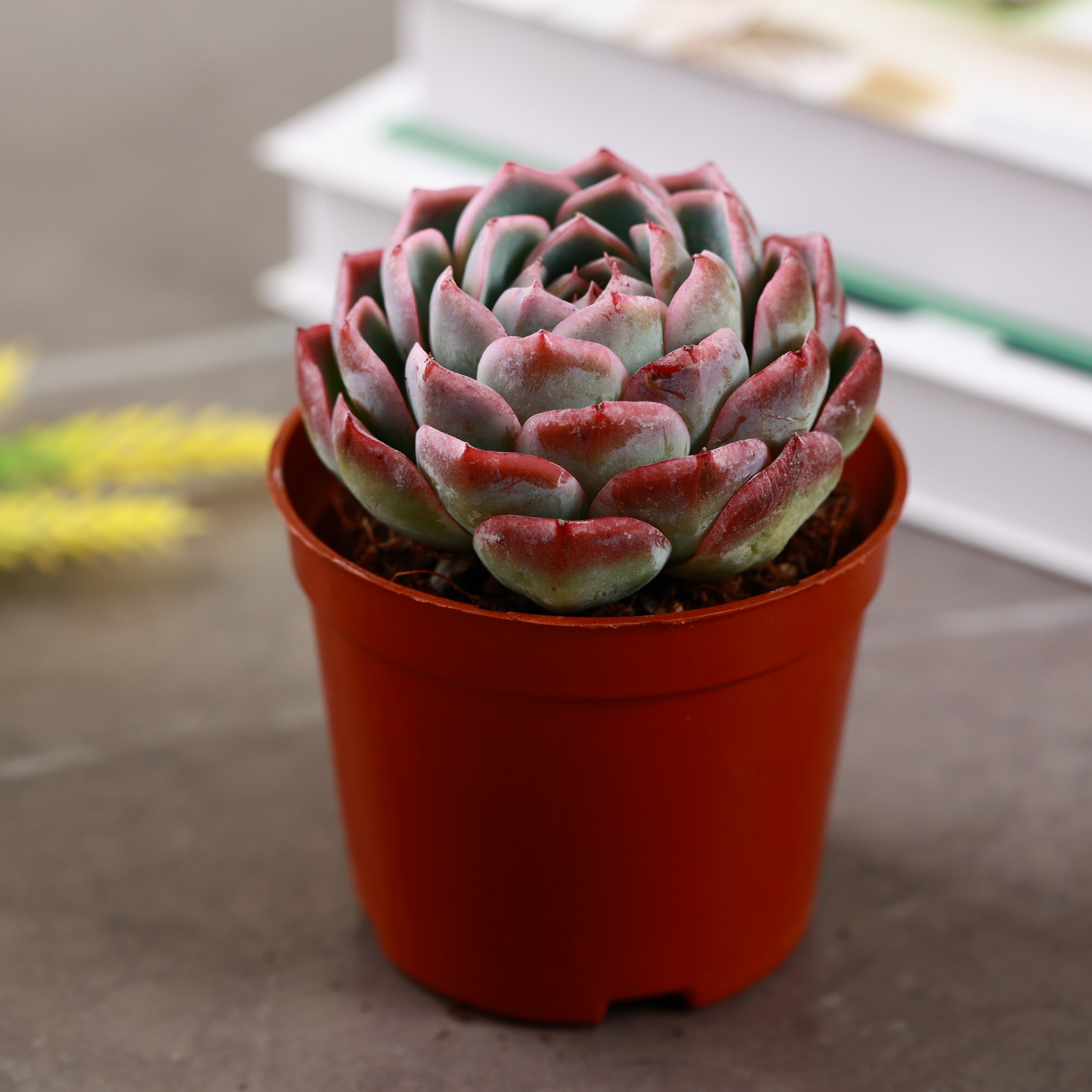 Echeveria 'Ratam' Succulent for Sale - Beautify Your Home | Air ...