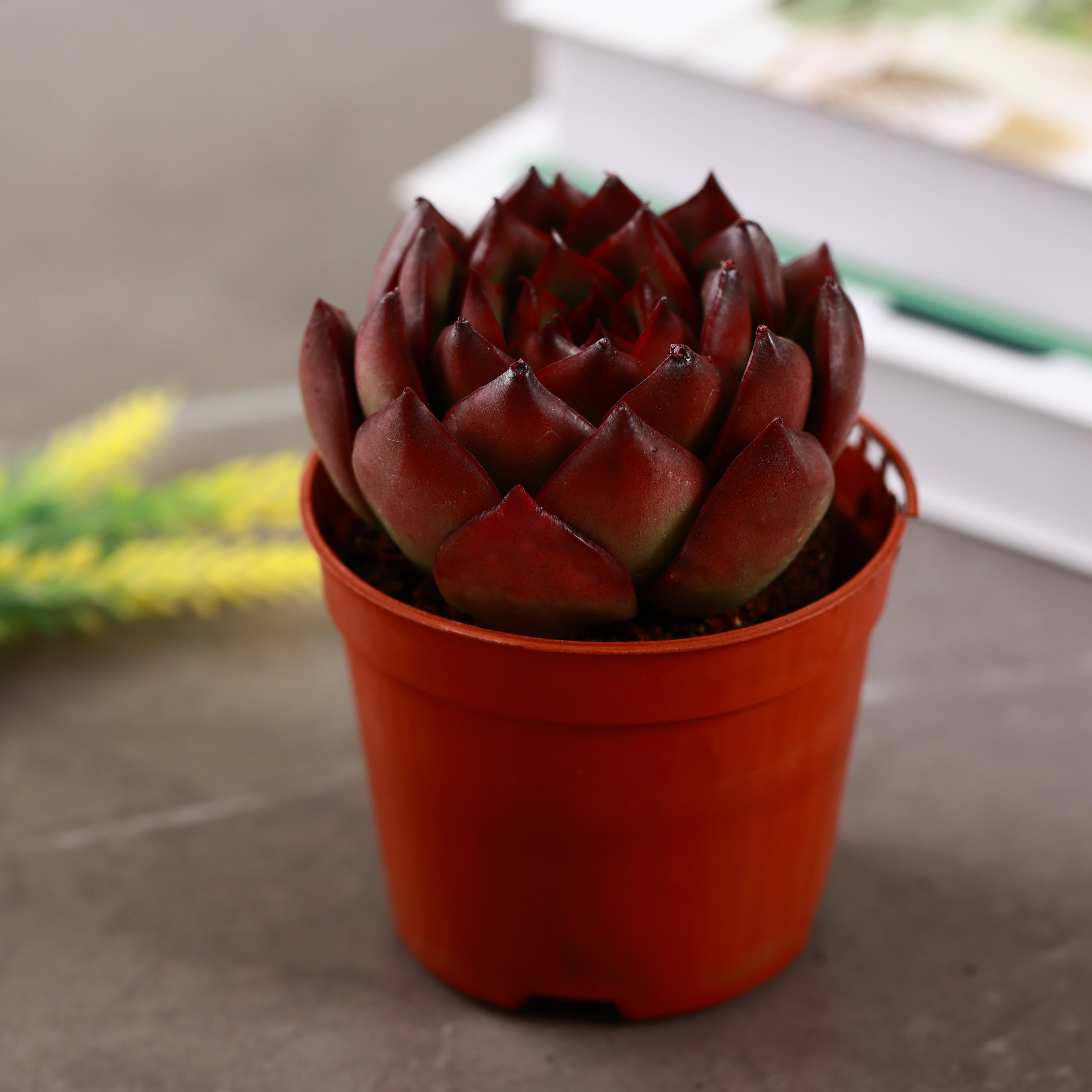 Buy Echeveria 'Wild Horse' Succulent | Bold & Beautiful Indoor Plant ...
